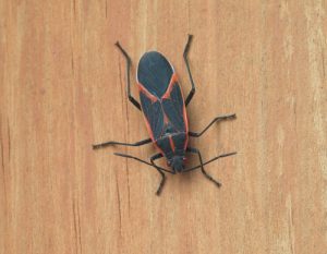 The Maple Bug | Calgary Pest Control | Pest Control