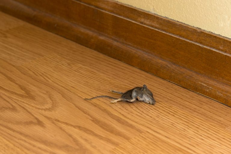 Safely Handling Dead Vermin - Pest Control Calgary