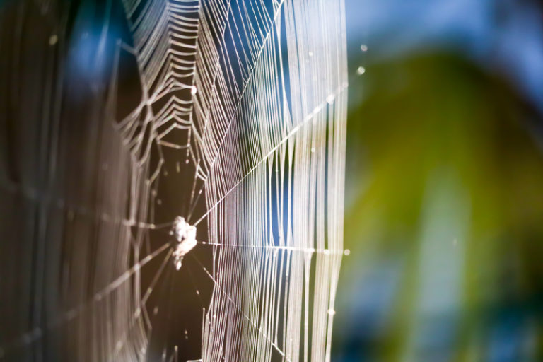 Garden Spiders and How They Can Help - Pest Control Calgary