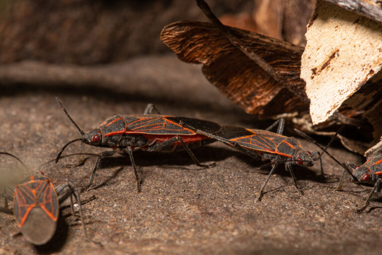 Overwintering Pests: How to Deal With Them Safely?